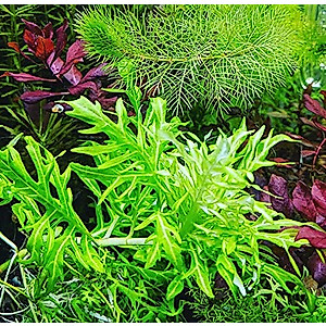 Hygrophila Difformis Water Wisteria Potted Freshwater Live Aquarium Plant Fish Tank by Greenpro