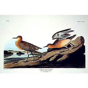 Buff breasted Sandpiper. From"The Birds of America" (Amsterdam Edition)