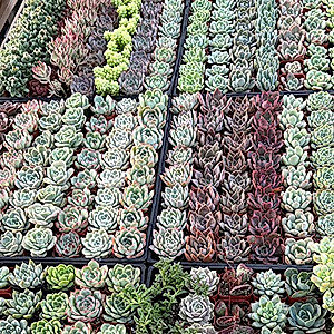 Live Succulent Plants, 1 Unit Real Succulents Potted in 2" Starter Planter with Soil Mix, Rare Small Indoor House Plants for Home Garden Outdoor Wedding Decor Party Favor Women Girls DIY Gift