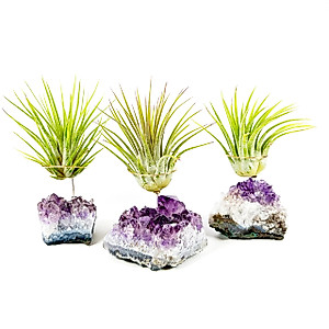Set of 3 Small Amethyst Crystal Air Plant Holder Includes live Air Plant and Happy Birthday to You Gift Box