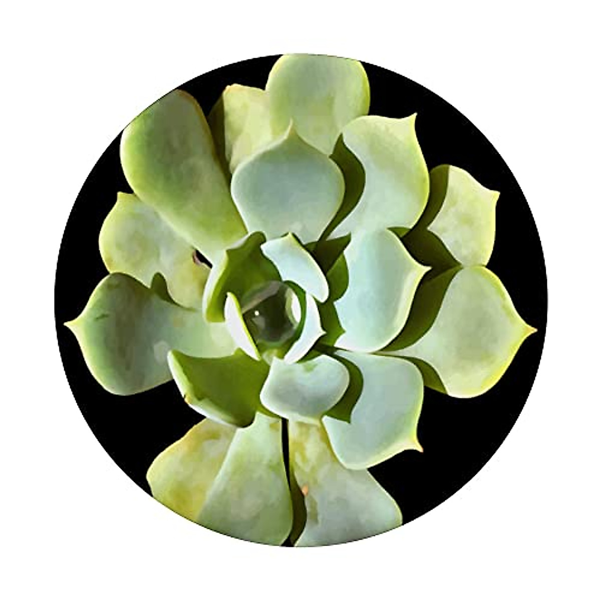 Succulent Echeveria Garden Plant Cut Out PopSockets Swappable PopGrip