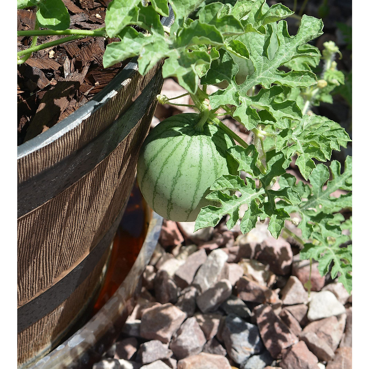 50 Sugar Baby Watermelon Seeds for Planting - Heirloom Non-GMO USA Grown Premium Fruit Seeds for Planting a Home Garden - Small Watermelon Citrullus Lanatus by RDR Seeds