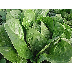 Parris Island Cos Green Romaine Lettuce Seeds- 1,000+ Seeds by Ohio Heirloom Seeds
