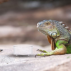 Reptile Food Bowls 30Pcs Reptile Water Bowls Reptile Feeder Food Dish Transparent Food Bowl Terrarium Bowls Worm Dish for Tortoise Lizard Bearded Dragon Frog Leopard Gecko Snake