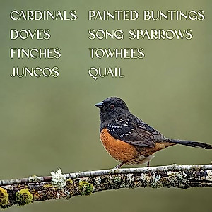 Sassafras & Pumpernickel Organic Millet without Hulls (12 lbs) USA Grown and Packaged, Bulk White Proso Millet for Birds, Hull-on Millet for added nutrients, Millet Bird Seed for parakeets, cockatiels