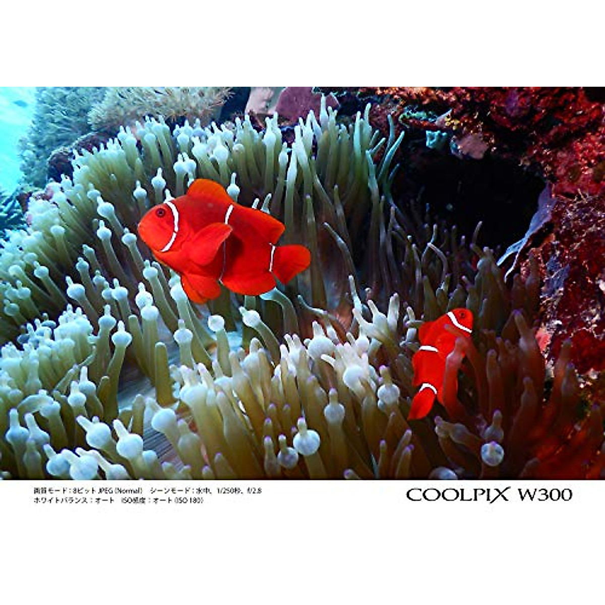 Nikon Digital Camera COOLPIX W300 COOLPIX Yellow Waterproof Camera (International Version)