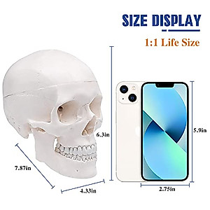Human Skull Anatomical Model, HINGONS Adult Sized Skull 3-Part Removable Skull Cap and Moving Jaw, for Student Human Anatomy Learning