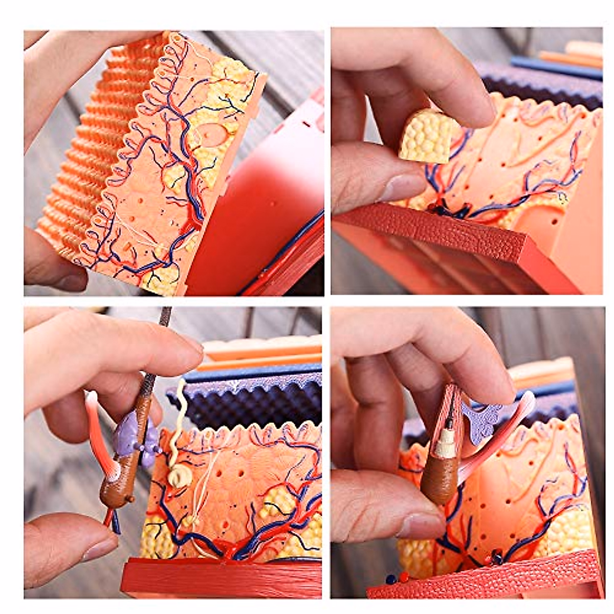 DEAVER Skin Structure Model,19 Detachable Parts Human Skin and Hair Organ Anatomy Model Medical Teaching Model,for Medical Educational Training Aid,Study Display