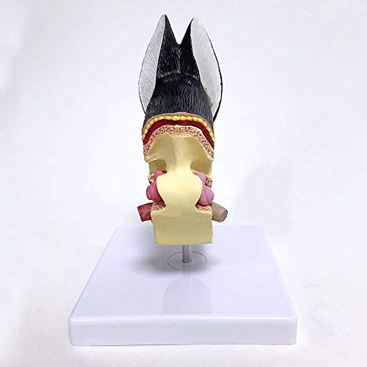 Canine Ear Model 2 Sided Showing Infected Ear one Side and Normal Ear The Other