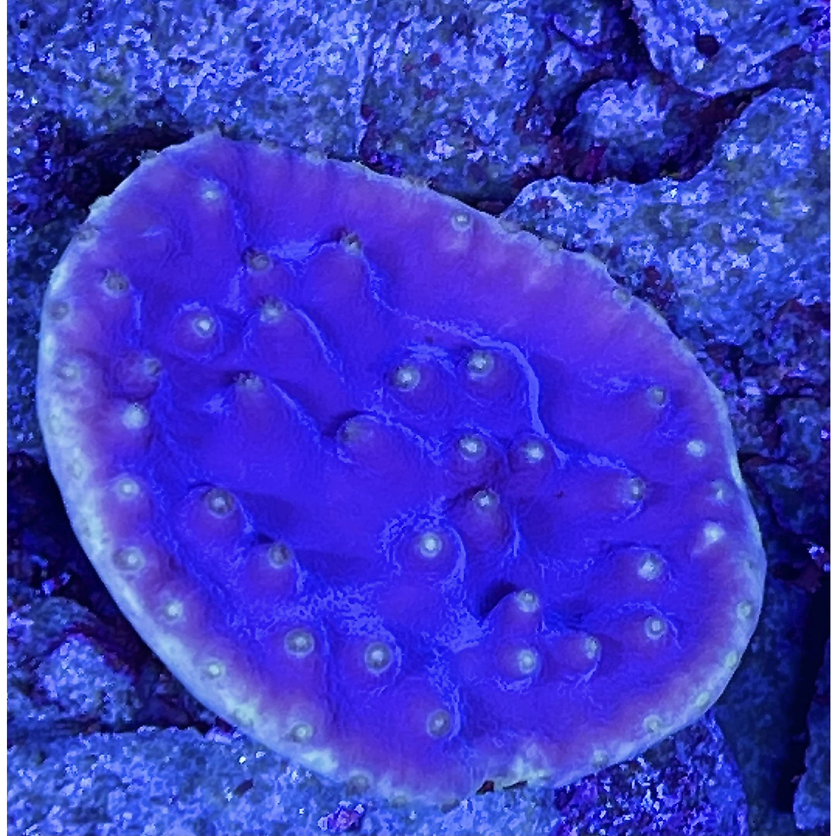 coralSLover Live Saltwater Corals, Brand, Coral Decor for Aquarium, Livestock, Reef, Marine, Turbinaria Purple Scroll Coral