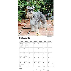 Miniature Schnauzers | 2024 12 x 24 Inch Monthly Square Wall Calendar | BrownTrout | Animals Small Dog Breeds