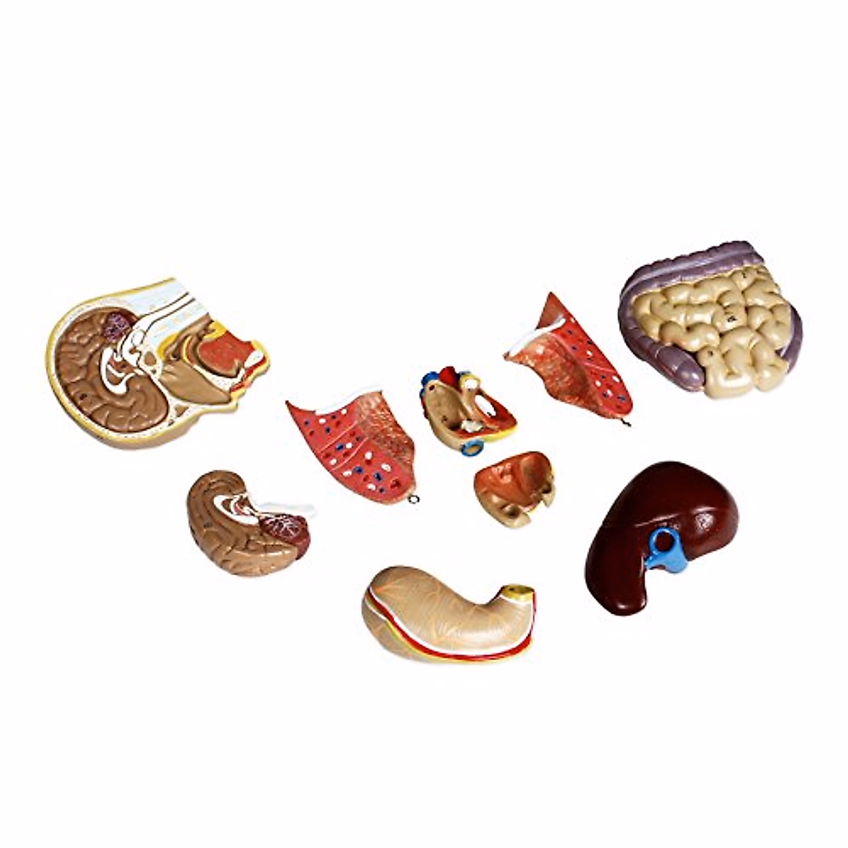 Vision Scientific VAT106 12 Parts Sexless Human Torso | Showing Section of Brain, Neck Dissected Exposes Muscular Neural, Vascular and Glandular Structure | Reveal Major Body Systems | W Manual