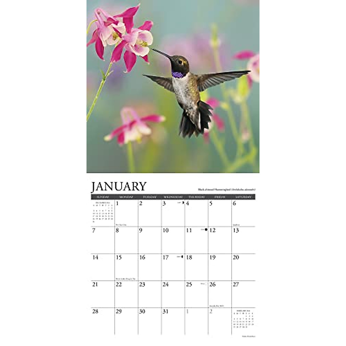Willow Creek Press Hummingbirds Monthly 2024 Wall Calendar (12" x 12")