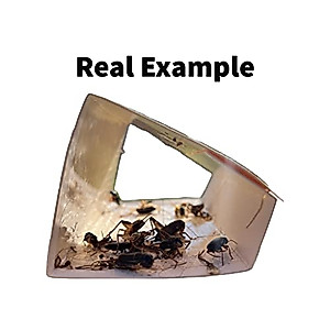 Bug Shield Sticky Glue Traps 72 Glue Boards, All Types of Incets, Spiders, Cockroaches, Ants, Cave Crickets, and More. Professional Strength Glue.