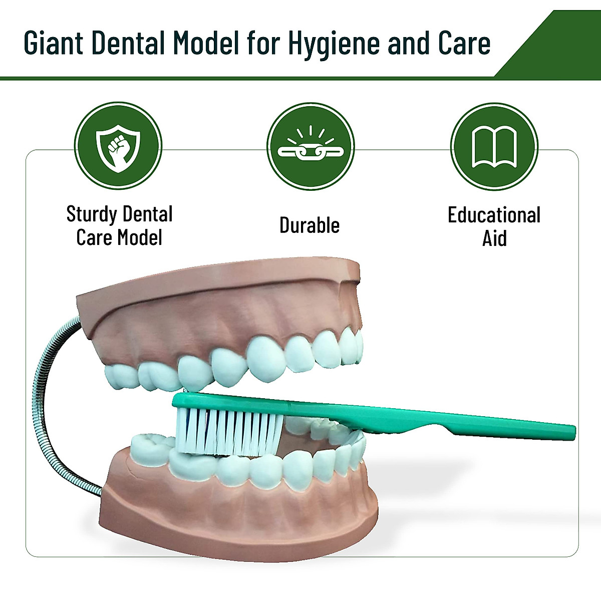 Ajax Scientific - Dental Care Mouth Model, Fake Teeth, Dental Hygiene Toy - with Giant Toothbrush - Plastic - 6 x 4.5 x 5 inches