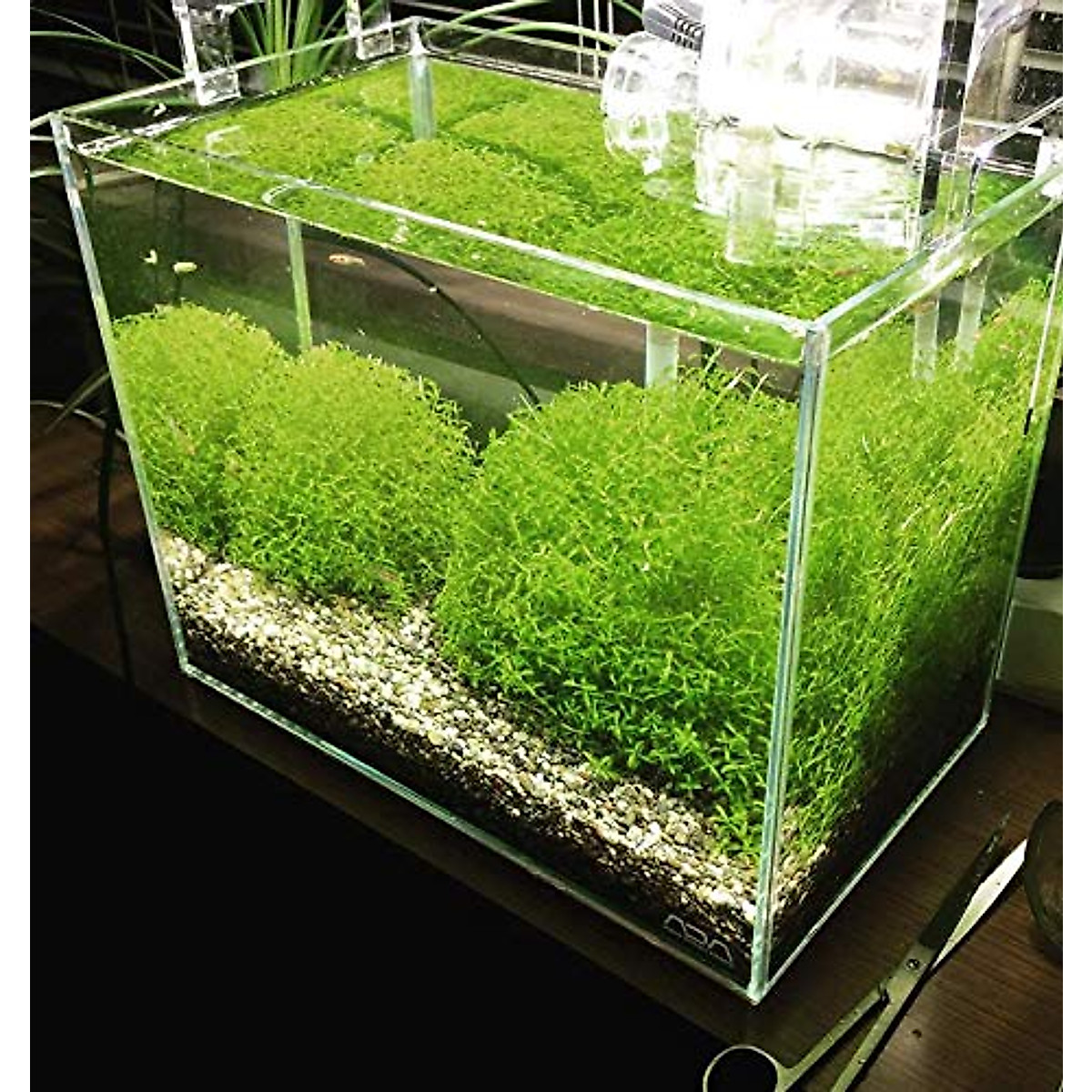 Pearlweed Bundle Micranthemum Micranthemoides Freshwater Carpet Live Aquarium Decorations Aquatic Plants for Fish Tank
