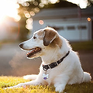 Marmuty Neoprene Dog Collar, Comfortable and Adjustable Reflective Dog Collars for Small Medium and Large Dogs, Metal Buckle Pet Collar for All Breeds with Patch, Soft Thick Padded Nylon Choker