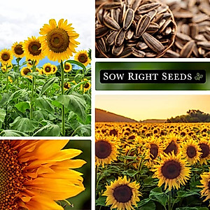 Sow Right Seeds - Mammoth Sunflower Seeds for Planting - Grow Giant Grey Stripe Sun Flowers in Your Garden - Non-GMO Heirloom Seeds with Full Instructions for Planting Bright Sunflowers at Home (3)