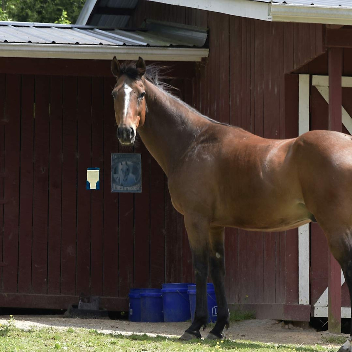 LBH Market Small Plastic 4lb Mineral Salt Block Holder for Deer, Whitetail, Goat, Horse - Salt Lick Block, Stall Wall Fasteners Included (Black)
