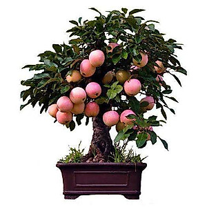 Dwarf Bonsai Apple Tree Seeds - 50 Seeds - Grow Exotic Indoor Fruit Bonsai
