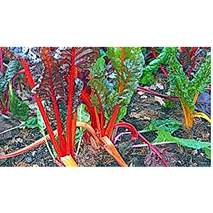 Swiss Chard Seeds,Swiss Chard, Rainbow, Heirloom, 25+Seeds, Non GMO