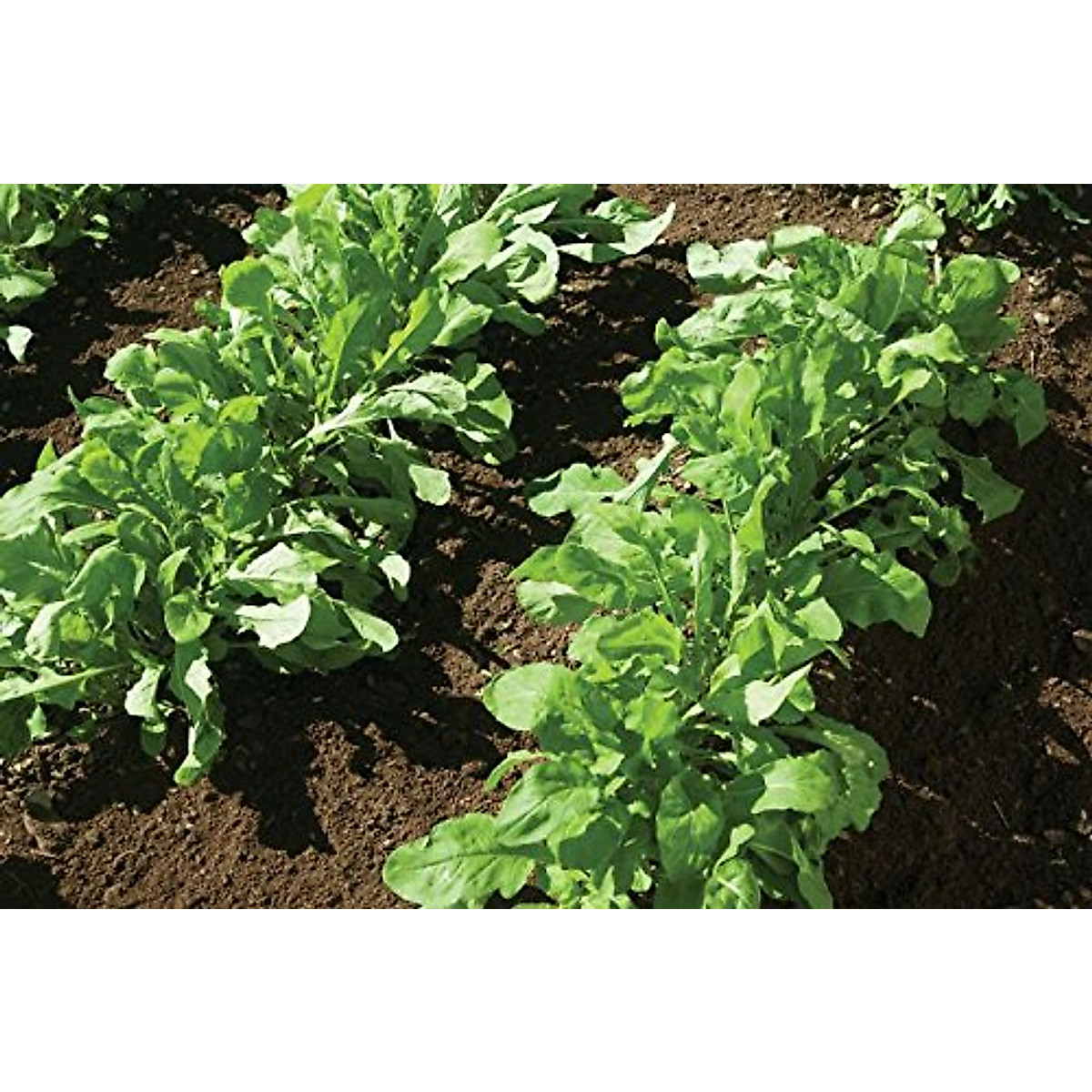 Gaea's Blessing Seeds - Arugula Seeds -2000 Seeds - Roquette Rocket Heirloom - Non-GMO Seeds with Easy to Follow Planting Instructions - 90% Germination Rate (Pack of 1)