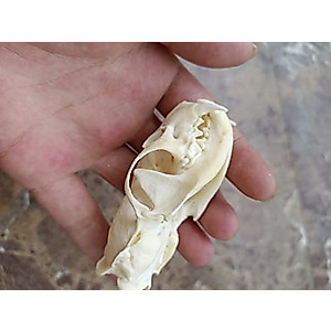 HOT 1/2/3/5/10 pcs Real Animal Skull Specimen Taxidermy Cleaned Skull Collection Fox, cat, Mink, Crocodile, Dog, Raccoon, Snake, Rabbit, Goat ，Muskrat，Nutria，Fox's paw (1pcs,Mink)