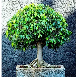 Ficus Benjamina Bonsai Weeping Fig Tree 20+ Seeds for Planting Non-GMO Houseplant