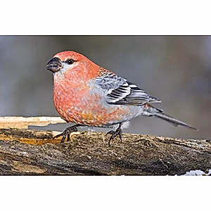 ArtDirect Colorado, Frisco Male Pine Grosbeak Bird on Log 48x32 Huge Unframed Art Print Poster Ready for Framing by Lord, Fred