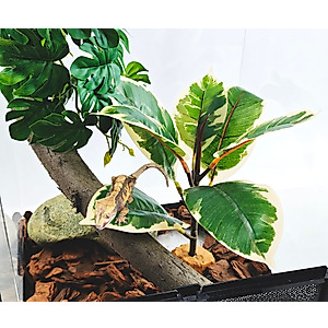 Woyrise Reptile Plants for Terrarium Decor, Amphibian Habitat Artificial Plant, Bearded Dragon Tank Accessories fit Gecko Lizard Chameleon Ball Python Snake Frog - Ficus Microcarpa