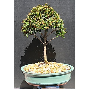 Brush Cherry Bonsai Tree by Sheryls Shop