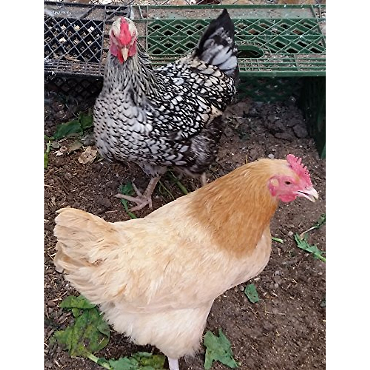 6 Fertile Chicken Hatching Eggs