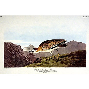 Rocky Mountain Plover. From"The Birds of America" (Amsterdam Edition)