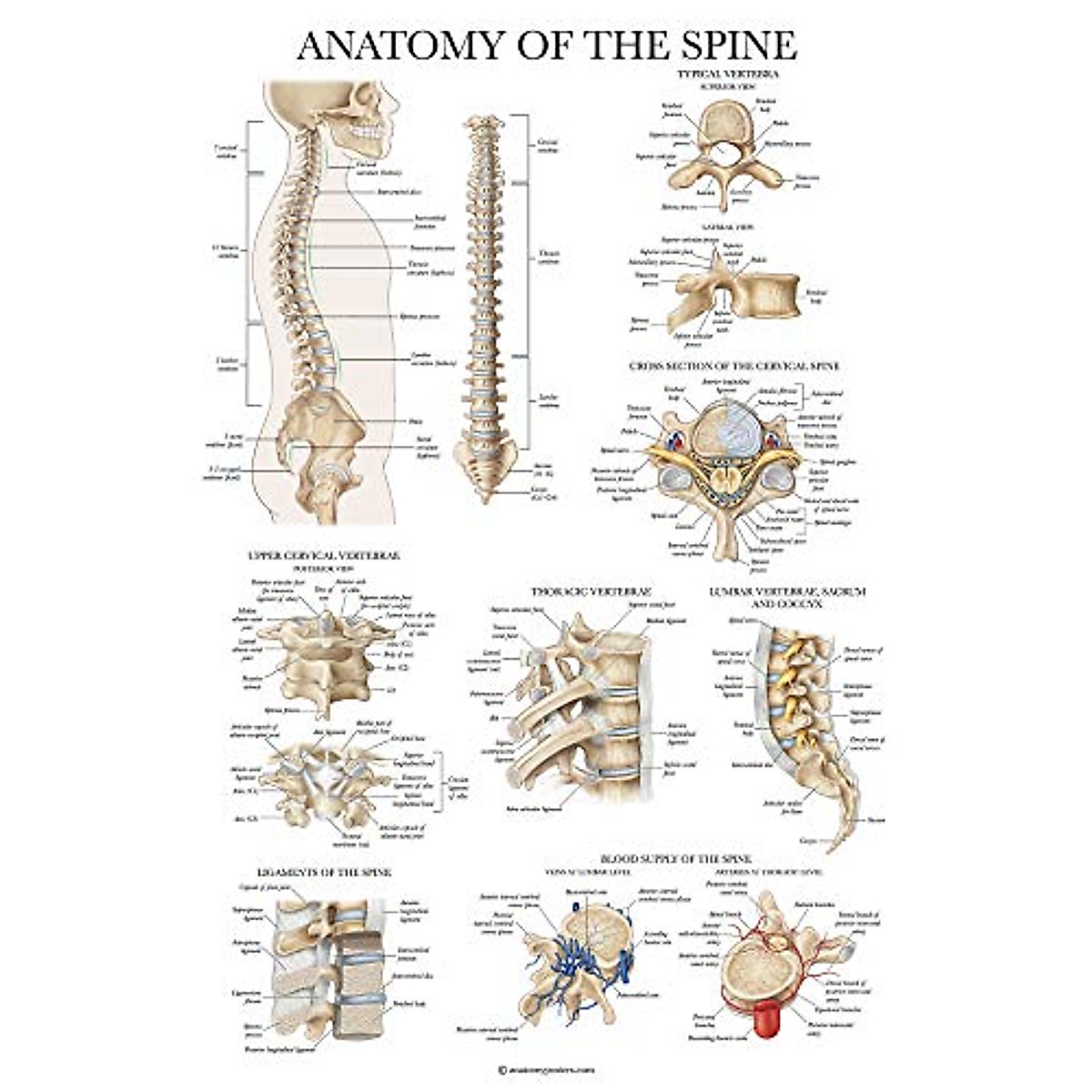 Palace Learning 4 Pack - Anatomical Poster Set - Laminated - Muscular, Skeletal, Anatomy of the Spine, Brain - Anatomy Chart Set (LAMINATED, 18” x 24”)
