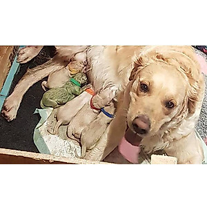 PRO-FERRIC 100 CC. Liquid Tonic Best Pet Booster Blood Support for Dogs Puppies Iron & Multi Vitamins Supplement Super Increasing Animal Immunity Energy & Power, Folic B6 B12 Promotes Red Blood Cell