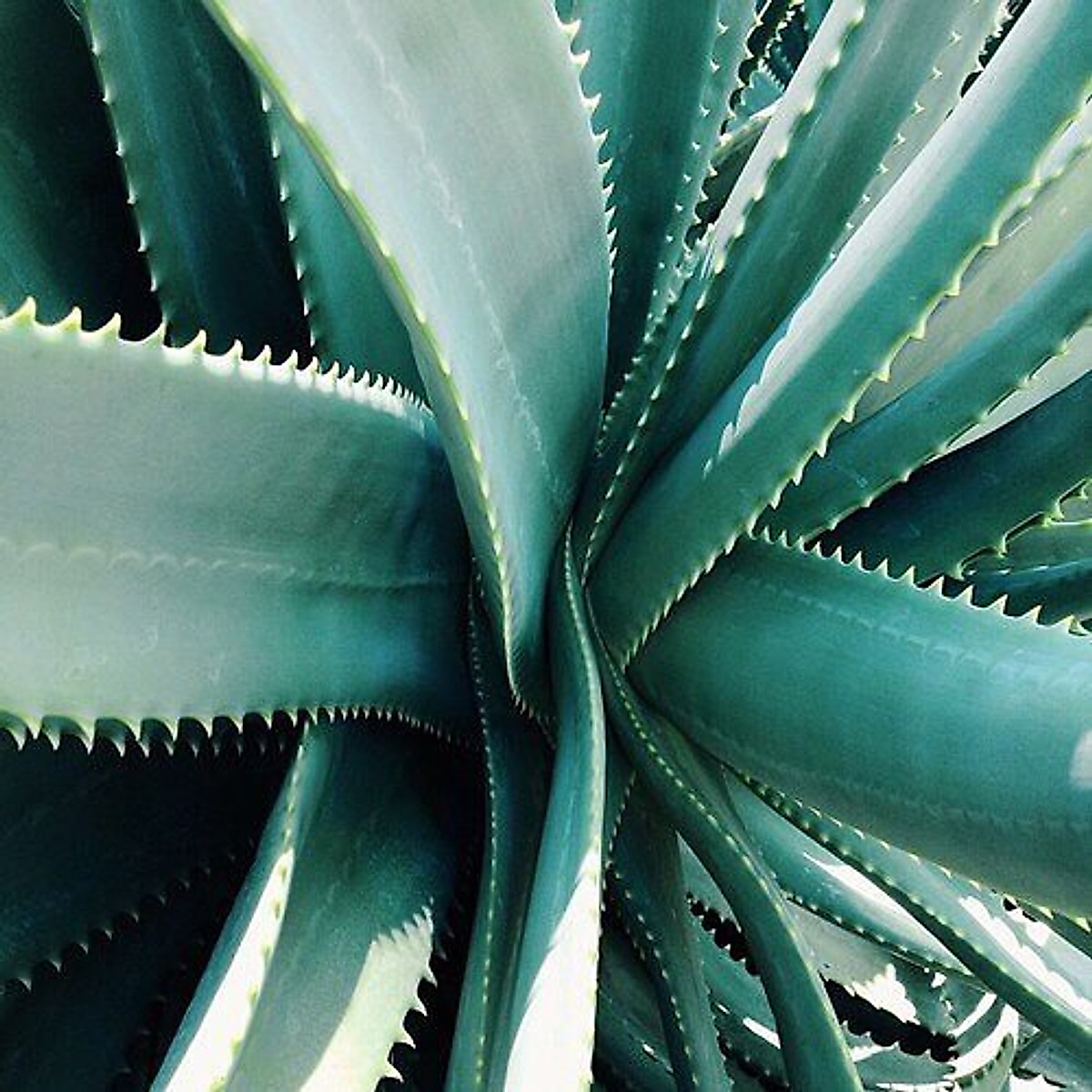 Agave Vapor Infusion Heat-Activated Leave-In Conditioner for Smooth Hydrated Hair, 3 fl oz