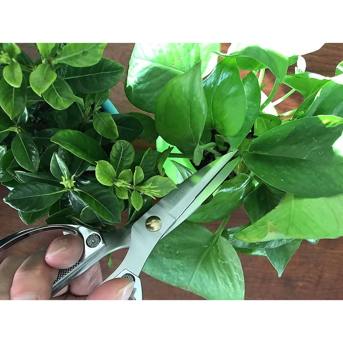 Horsvill Indoor Plant Shears Garden Scissors, Houseplant Shears Made of Japan SK5 Stainless Steel, Flowers Herbs and Plant Cutters, Clippers, Trimmers, Loppers, Bonsai Potted Plant Pruning Scissors