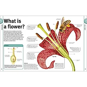 Trees, Leaves, Flowers and Seeds: A Visual Encyclopedia of the Plant Kingdom (DK Our World in Pictures)