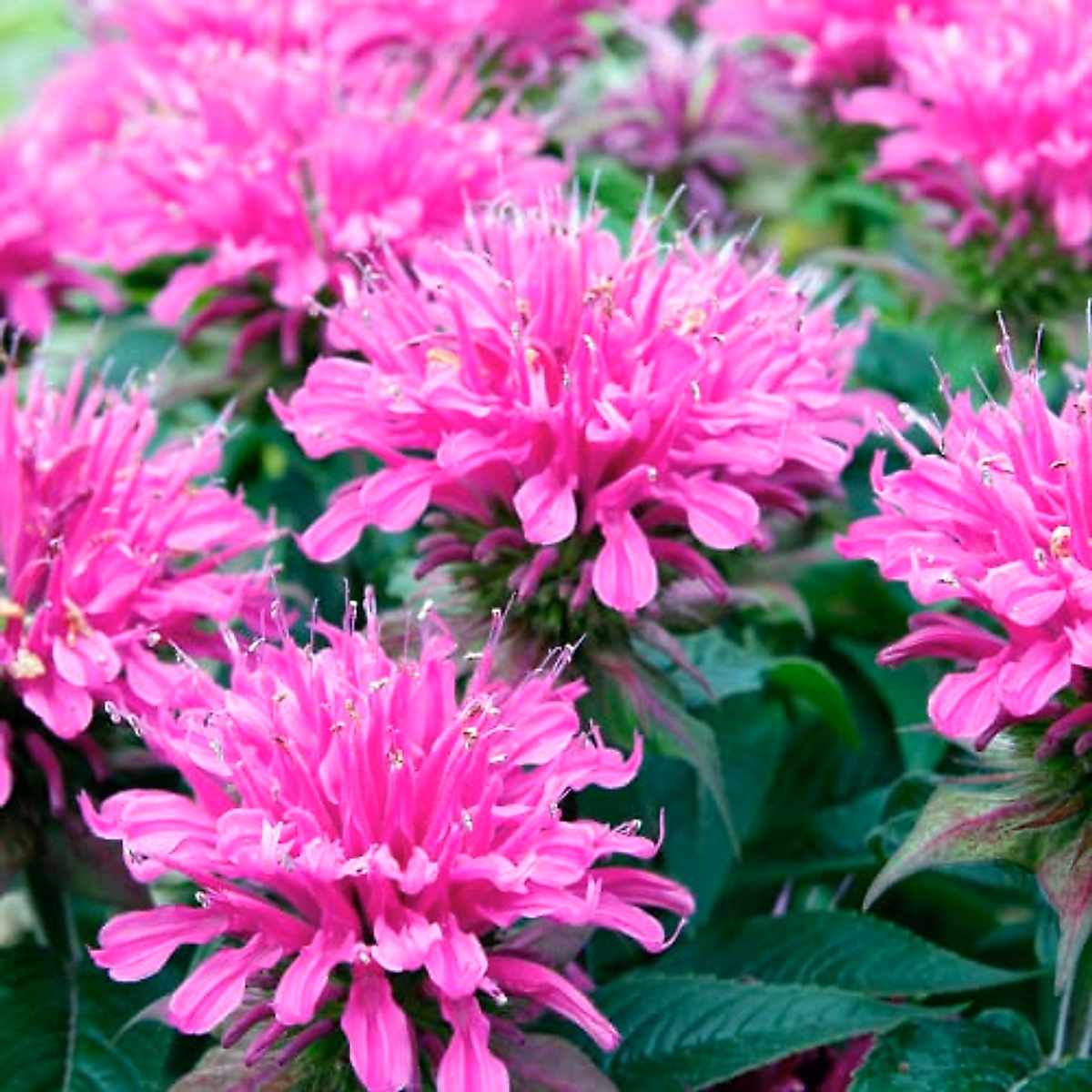 Park Seed Panorama Mix Bee Balm Seeds, Ultra-Colorful Fragrant Flowers, Pack of 100 Seeds