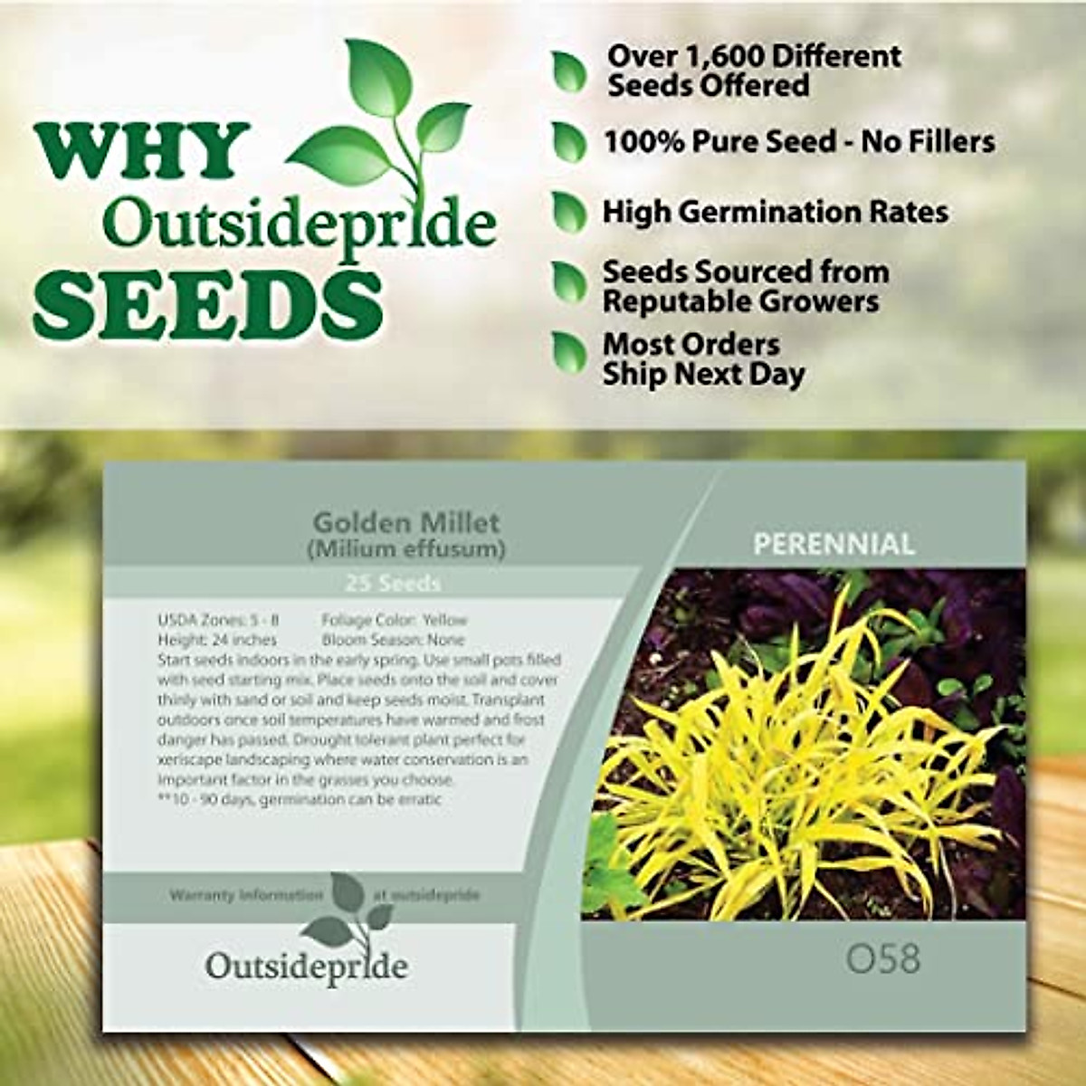 Outsidepride Milium Effusum Golden Millet Ornamental Grass for Shade Gardens - 25 Seeds