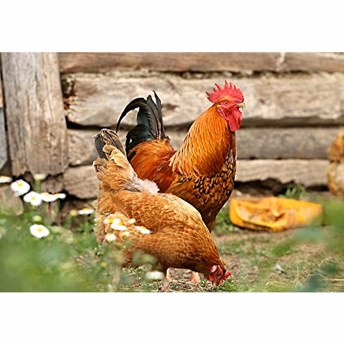 HANDPOINT 11 lbs Dried Mealworms, 100% Non-GMO Natural High-Protein,Treats for Chicken, Fish, Bird Food(11LB)