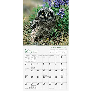 Audubon Little Owls Mini Wall Calendar 2021