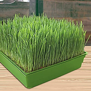 RooTrimmer 10-Pack Microgreen Seed Starter Grow Trays for Seedlings, Shallow Seeding Germination Flats Non Standard 1010 Tray no Holes Plant Sprouter Propogation Tray