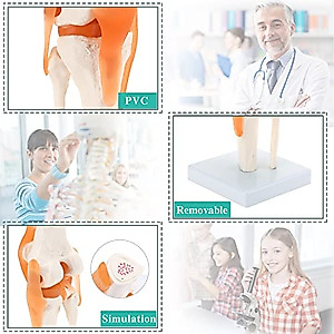 RONTEN Anatomical Knee Model, Flexible 1:1 Scientific Life Size Human Knee Model with Ligament, Teaching Tool for for Doctors Office Educational Anatomy Tool