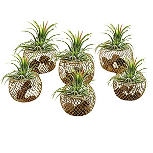 Newwe 6 x Gold Air Plant Holders Metal Airplant Pot Air Plants Planter Tillandsia Display for Home Office