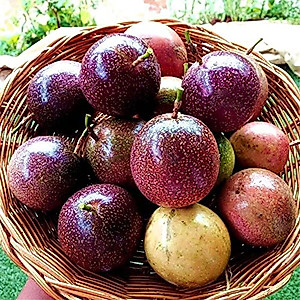 QAUZUY GARDEN 30 Seeds Passion Fruit Seeds Passiflora Passionflower Vine Maypop Granadilla Edulis Seeds- Organic Non-GMO Seeds- Fast-Growing &Low-Maintenance