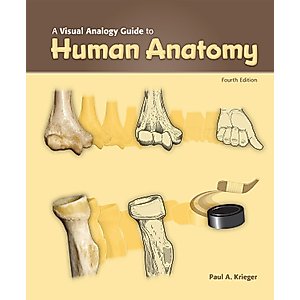 Visual Analogy Guide to Human Anatomy