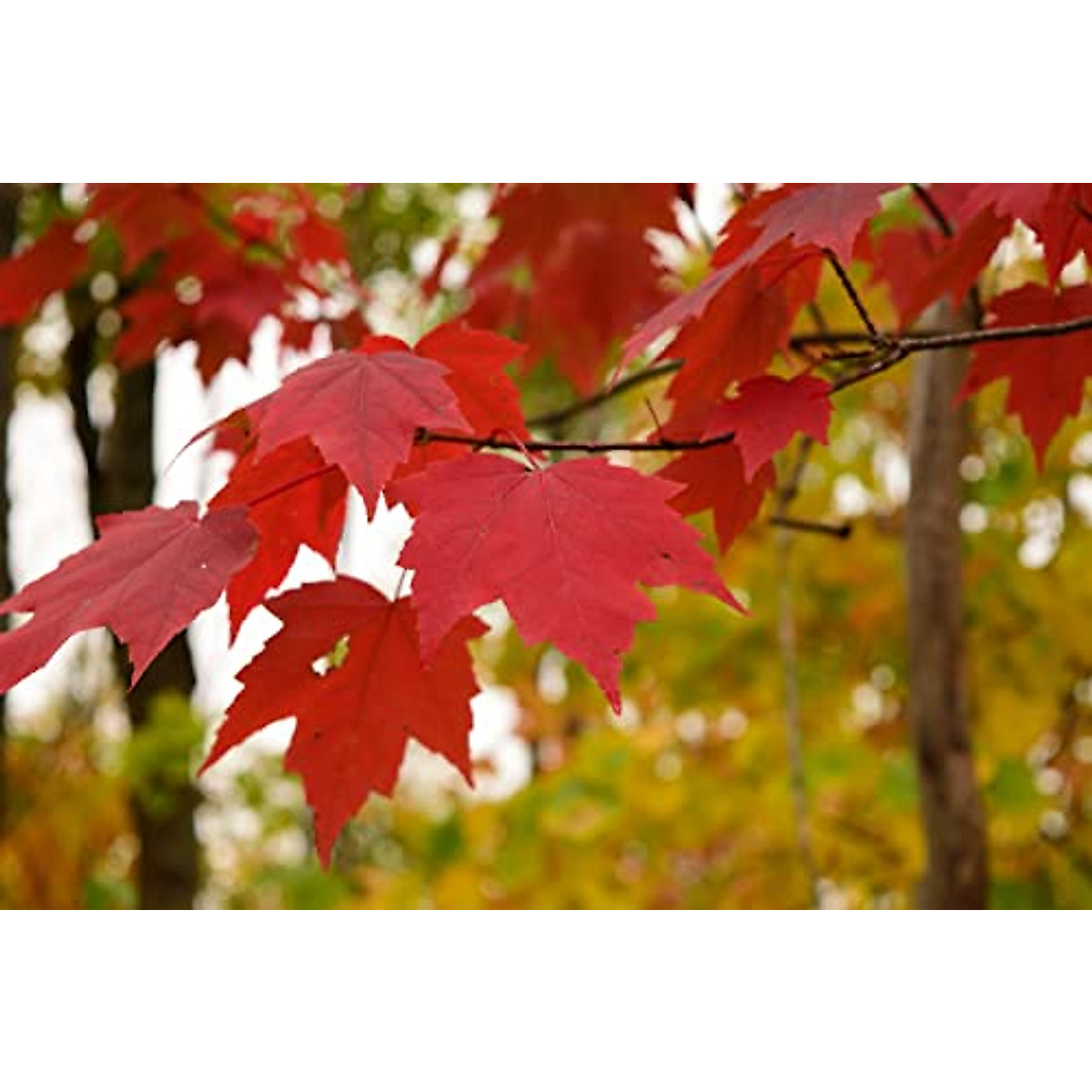 Froze Red Maple Tree - 12-16inch Tall Seedling - Quart Pot - Live Plant - Acer rubrum