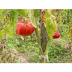 "The Delicious Giant" Beefsteak Tomato Seeds for Planting, 50+ Heirloom Seeds Per Packet, Non GMO Seeds, Botanical Name: Solanum lycopersicum, Can Grow to 1 Pound! Great Gift