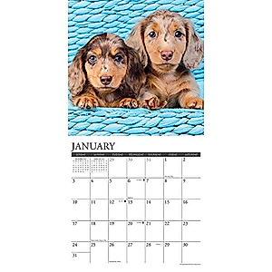 Just Dachshund Puppies 2021 Wall Calendar (Dog Breed Calendar)